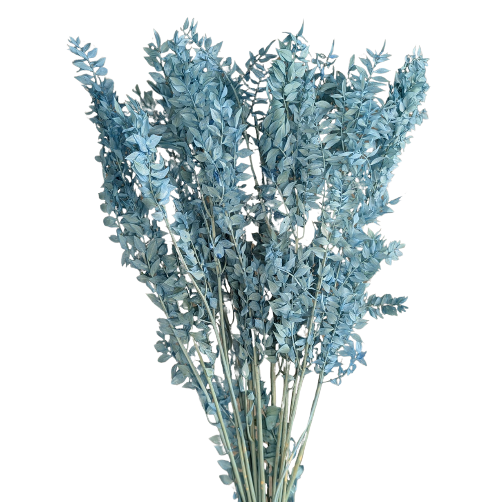 Ruscus, 70-80cm, 150grs, Pale Blue | All InSeason