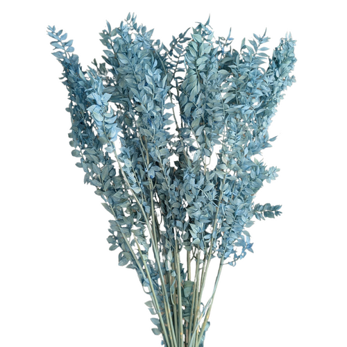 Preserved Ruscus | All InSeason