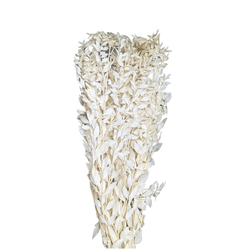 Preserved Ruscus | All InSeason