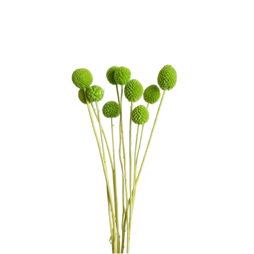Dried & Preserved Billy Buttons