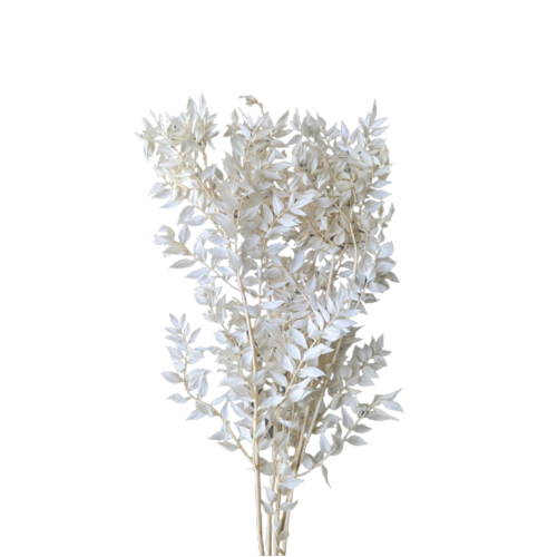 Preserved Ruscus | All InSeason