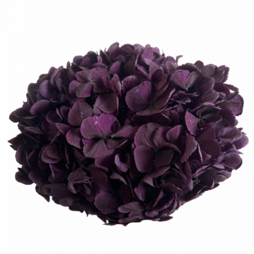 Dried Hydrangea Wholesale | All InSeason