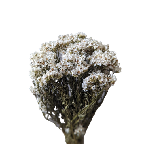 Wholesale Dried Daisy Australia | All InSeason