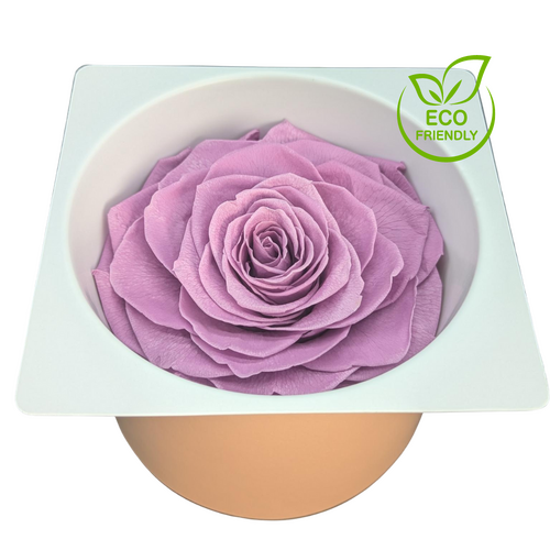 Preserved Roses Vermeille Magna | All InSeason