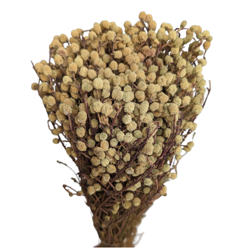 Australian Preserved & Dried Flowers | All InSeason